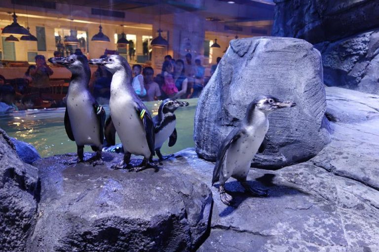 Underwater World Langkawi: Overview, Feeding Time & Prices